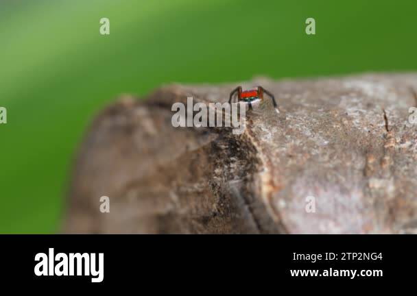 Maratus splendens Stock Videos & Footage - HD and 4K Video Clips - Alamy
