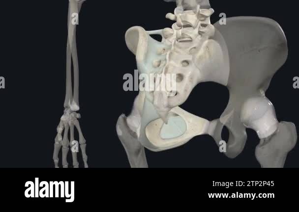 The pelvic girdle is a ring-like bony structure, located in the lower ...