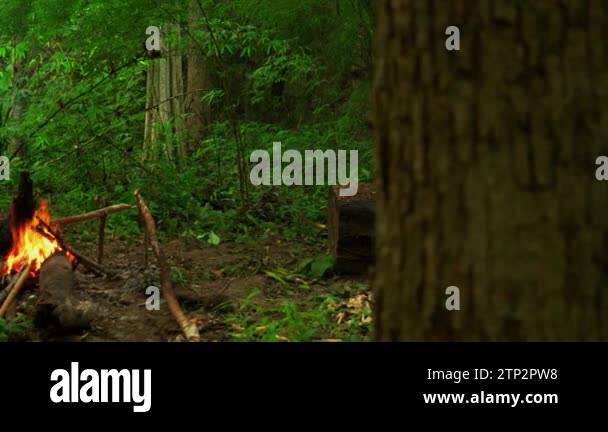 Jungle protection Stock Videos & Footage - HD and 4K Video Clips - Alamy