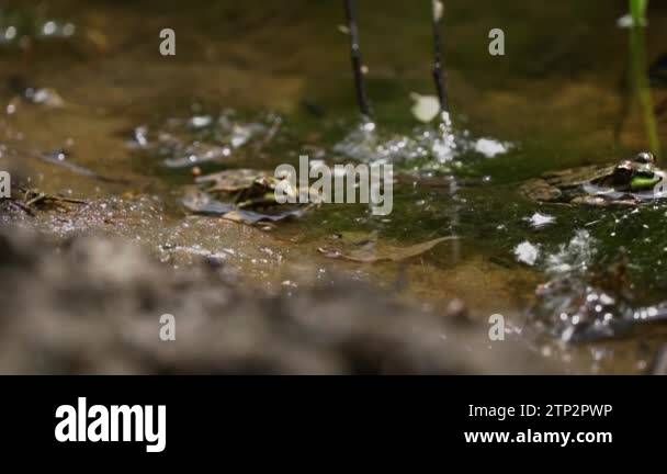 Frogs mating different species Stock Videos & Footage - HD and 4K Video ...