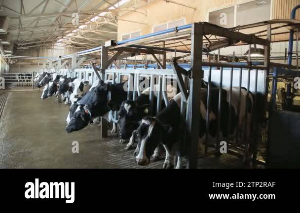 obtaining a natural milk from a cow Stock Video Footage - Alamy