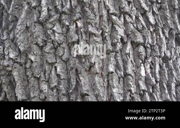 Background texture of tree bark. Skin the bark of a tree that traces ...