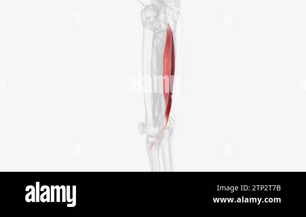 Semitendinosus is a fusiform muscle of the posterior compartment of ...