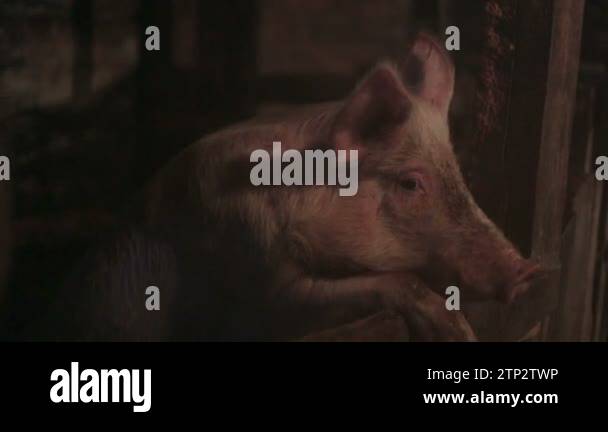 Pig chews Stock Videos & Footage - HD and 4K Video Clips - Alamy