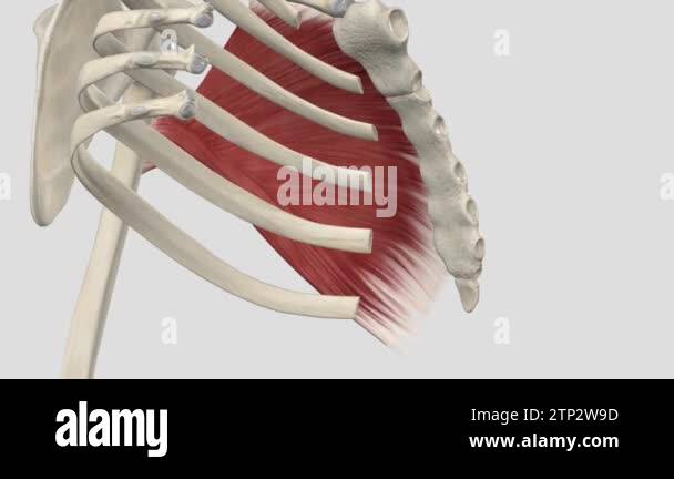 The pectoralis major is the superior most and largest muscle of the ...