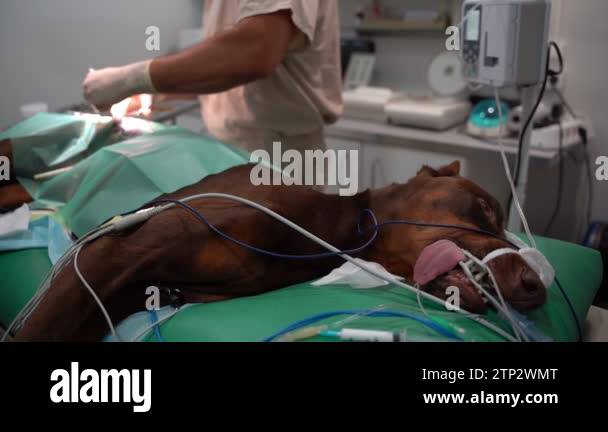 veterinary operating room during operation. veterinary surgeon working ...