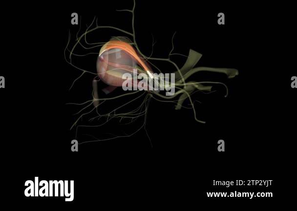 The levator palpebrae superioris is the muscle in the orbit that ...