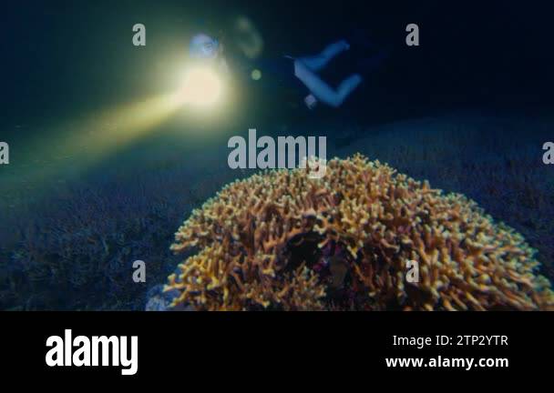 Night freediving and UV light corals shining. Woman freediver swims ...