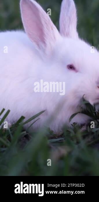 White rabbit with big red eyes on green grass. Breeding rabbits on the ...