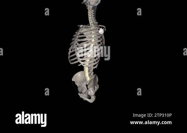 The anterior longitudinal ligament is a ligament that extends across ...