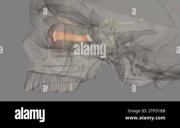 The medial rectus is an adductor, and functions along with the lateral ...