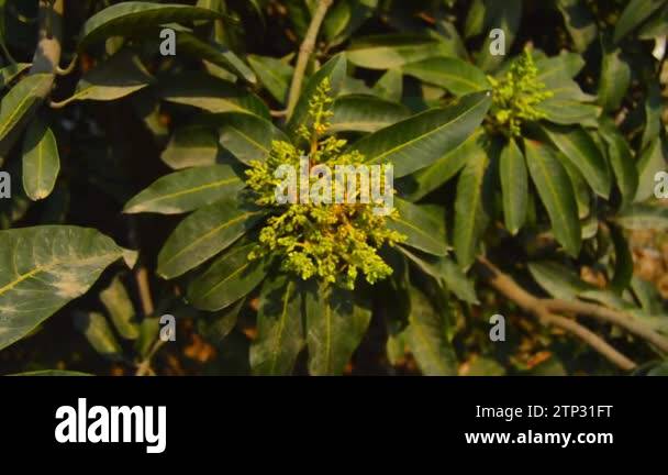 Mango tree in bangladesh Stock Videos & Footage - HD and 4K Video Clips ...