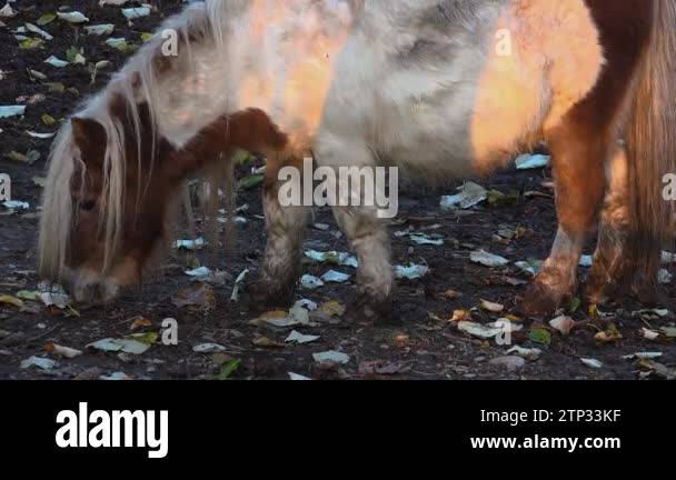 Strong pony Stock Videos & Footage - HD and 4K Video Clips - Alamy