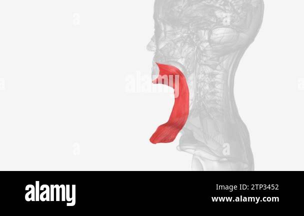 The platysma is a broad muscle which arises from the fascia that covers ...