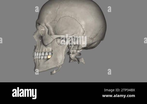 The mandibular third molar is also referred as the wisdom tooth Stock ...