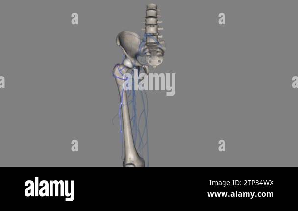 Lateral femoral circumflex Stock Videos & Footage - HD and 4K Video ...
