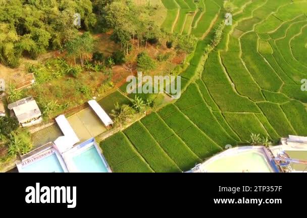 Private pool from a resort, with a backdrop of views of rice fields on ...