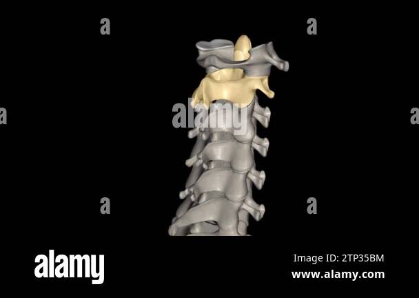 The Axis (C2 vertebra) also known as epistropheus forms the pivot upon ...