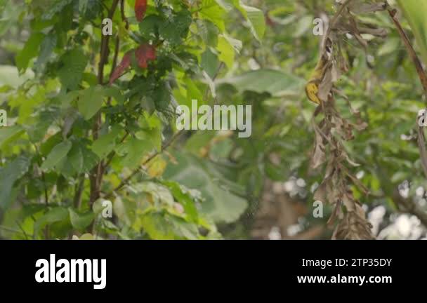 Spider web structure Stock Videos & Footage - HD and 4K Video Clips - Alamy