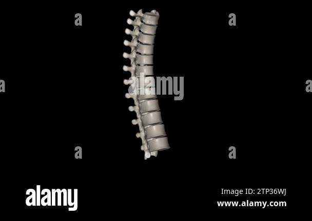 In vertebrates, thoracic vertebrae compose the middle segment of the ...
