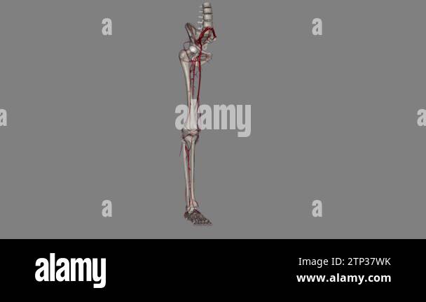 The bony pelvis and lower limbs receive their vascular supply from the ...
