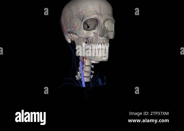 The internal jugular vein is a paired venous structure that collects ...