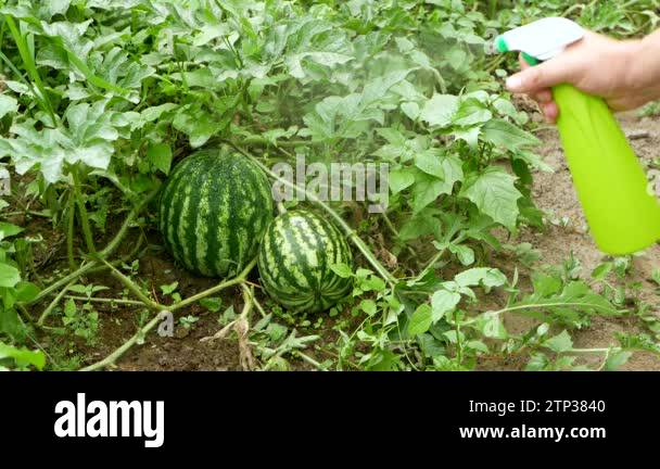 Spraying watermelons growing on the field from a spray bottle ...
