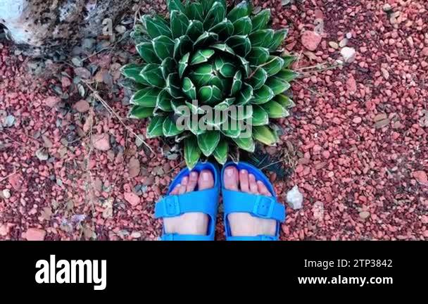 Queen Victoria cactus and female feet in blue slippers, flip-flops top ...