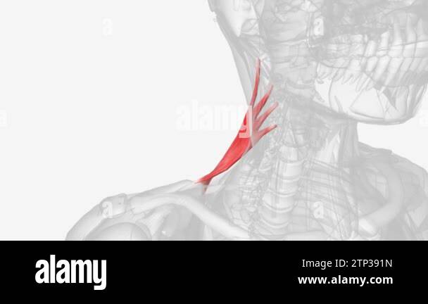 Levator scapulae is a long and slender muscle that anatomically belongs ...