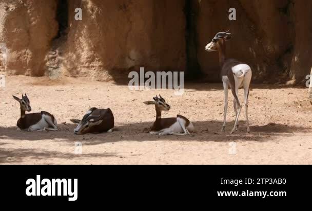 Gazella gazella Stock Videos & Footage - HD and 4K Video Clips - Alamy