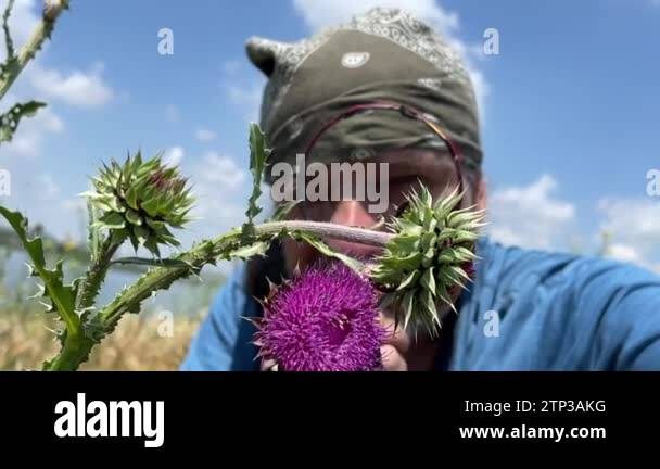 Thistle man Stock Videos & Footage - HD and 4K Video Clips - Alamy