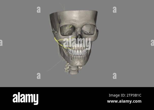 The zygomatic nerve is a branch of the maxillary nerve It arises in the ...