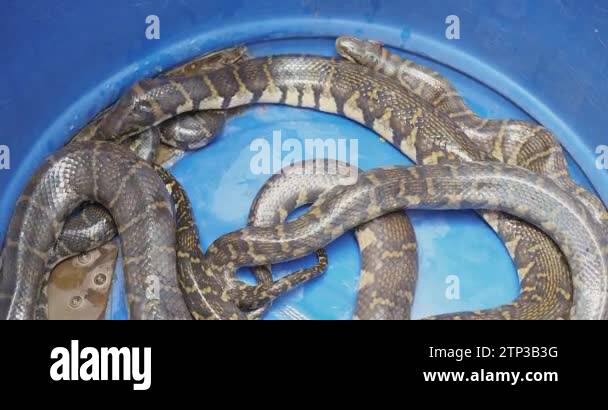 Living venomous snakes Stock Videos & Footage - HD and 4K Video Clips ...