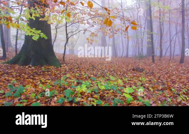 Rain germany autumn Stock Videos & Footage - HD and 4K Video Clips - Alamy