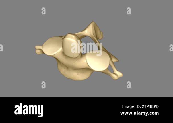 The Axis (C2 vertebra) also known as epistropheus forms the pivot upon ...