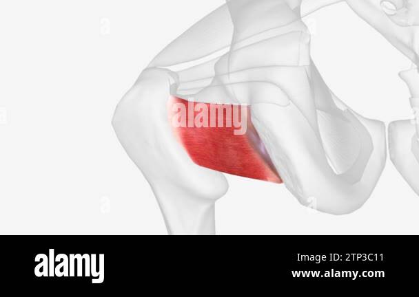 The quadratus femoris is a flat, quadrilateral skeletal muscle Stock ...