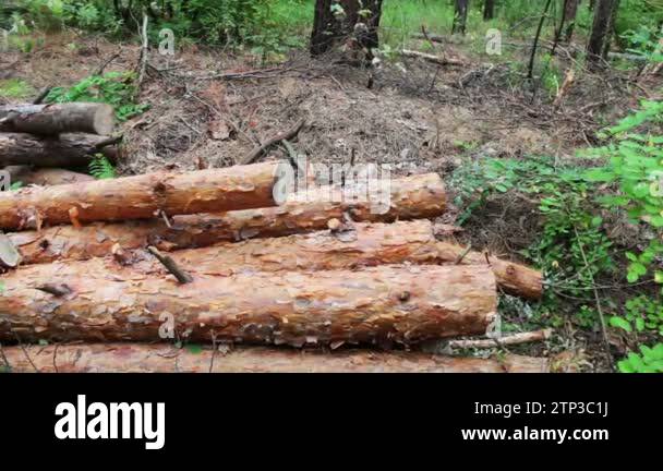 Folded trees on the ground.Stump from newly felled tree.Huge logs from ...