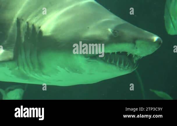 Sharp slit Stock Videos & Footage - HD and 4K Video Clips - Alamy