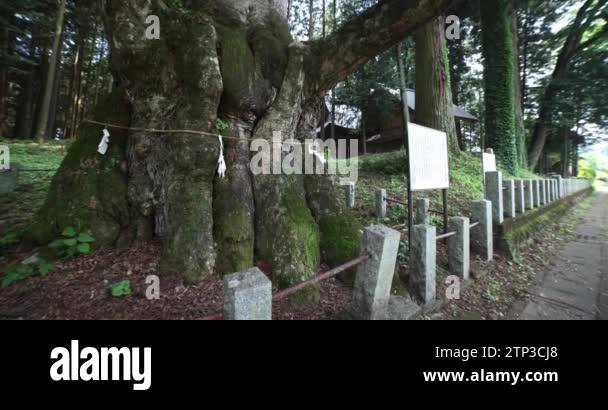 A Japanese zelkova tree at the shrine in Nakanojo Gunma. High quality ...