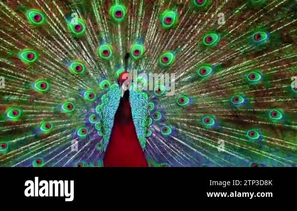 Psychedelic art peacock Stock Videos & Footage - HD and 4K Video Clips ...