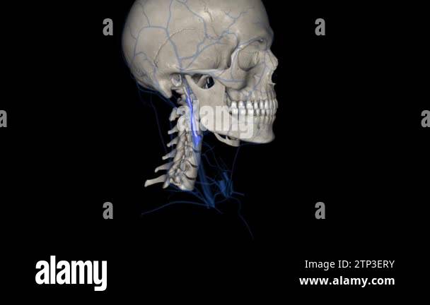 The internal jugular vein is a paired venous structure that collects ...