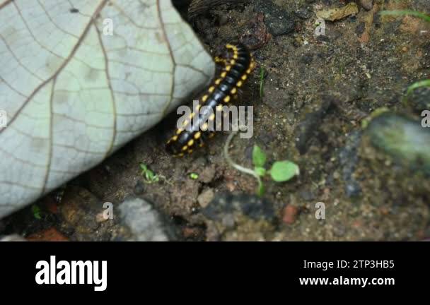 Millipede in rainy season. Big Black Millipedes. It is a spiral insect ...