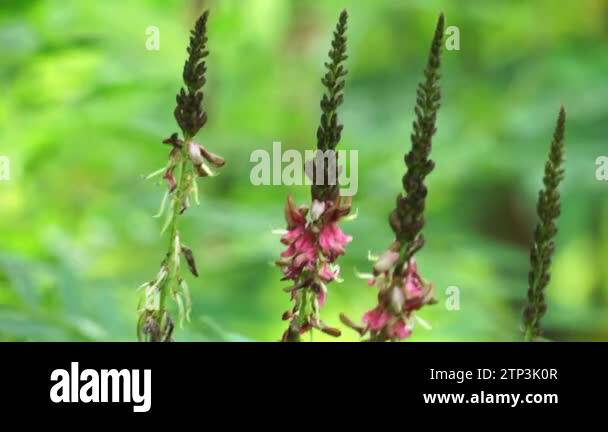 Florida leaflet Stock Videos & Footage - HD and 4K Video Clips - Alamy