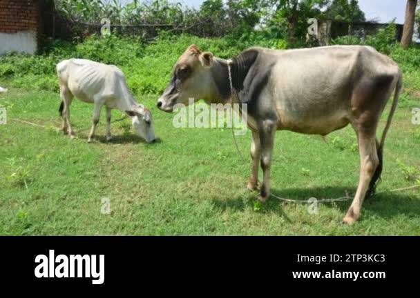 The calf is grazing in the green field. Indian calf in the field. Cute ...