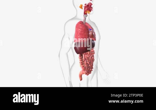 Medical digestive Stock Videos & Footage - HD and 4K Video Clips - Alamy