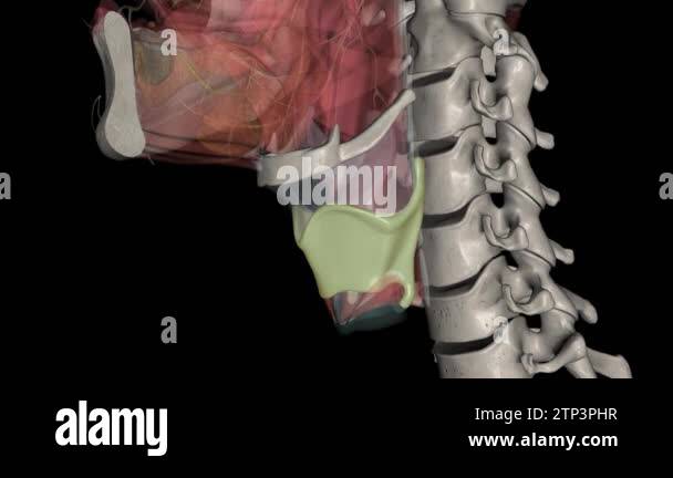 The thyrohyoid membrane (or hyothyroid membrane) is a broad, fibro ...
