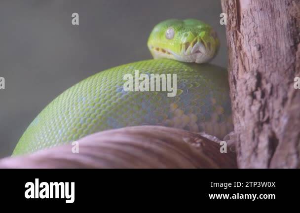 Narrow-headed Mamba Dendroaspis angusticeps is a poisonous snake from ...