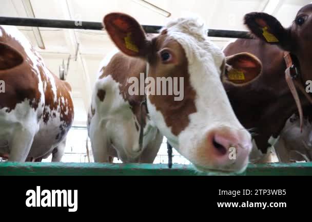Close up to curious cows standing in stall at modern dairy farm. Row of ...