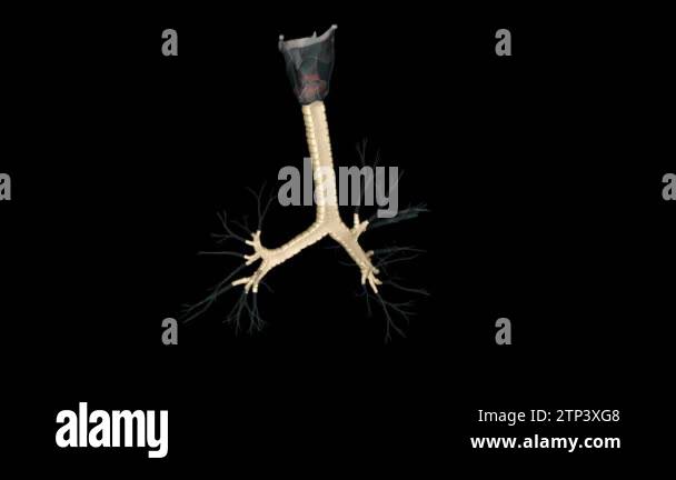 Trachea, in vertebrates and invertebrates, a tube or system of tubes ...
