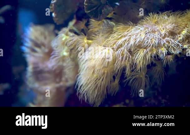 Aquarium corals and seaweed marine ocean coral flora Stock Videos ...